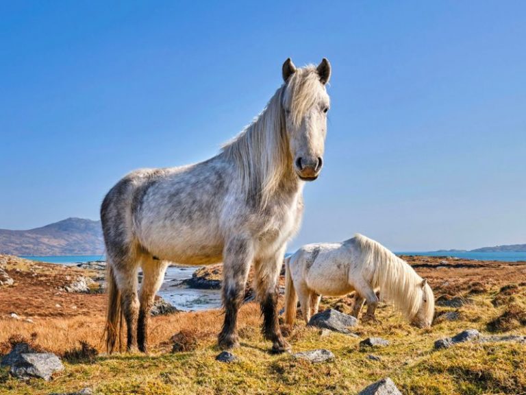 Discover 19 Popular Pony Breeds A-Z With Stunning Images