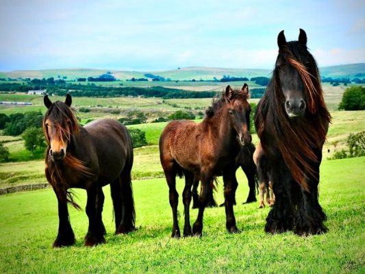 Discover 19 Popular Pony Breeds A-Z With Stunning Images