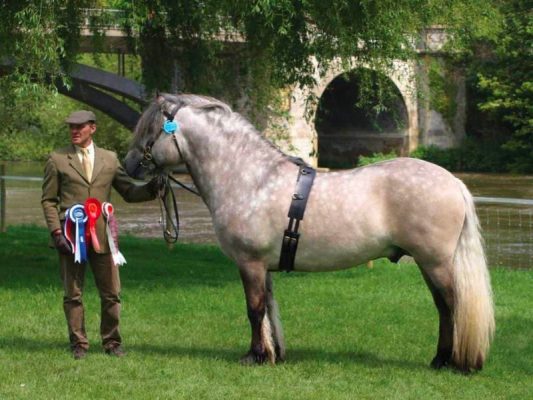 Discover 19 Popular Pony Breeds A-Z With Stunning Images