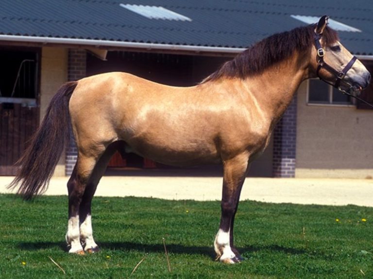 Discover 19 Popular Pony Breeds A-Z With Stunning Images