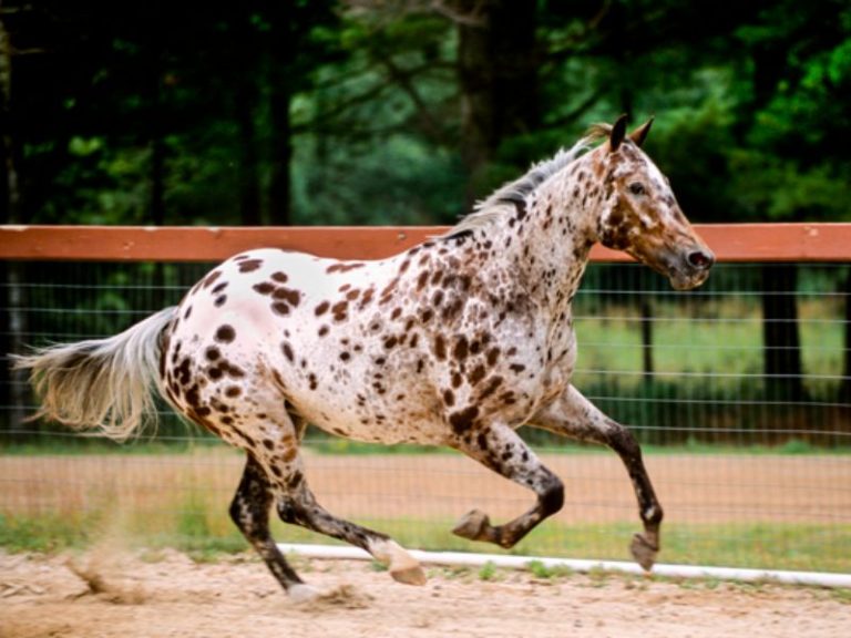Discover 19 Popular Pony Breeds A-Z With Stunning Images
