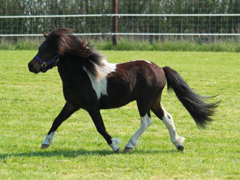 Discover 19 Popular Pony Breeds A-Z With Stunning Images