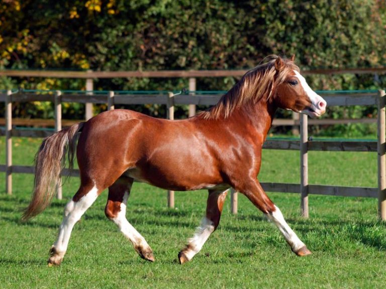 Discover 19 Popular Pony Breeds A-Z With Stunning Images