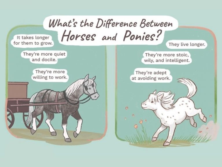 Discover 19 Popular Pony Breeds A-Z With Stunning Images