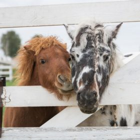 Discover 19 Popular Pony Breeds A-Z With Stunning Images