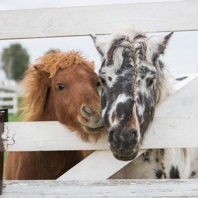 Discover 19 Popular Pony Breeds A-Z With Stunning Images