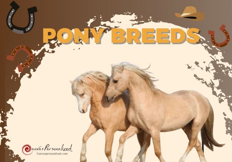 Discover 19 Popular Pony Breeds A-Z With Stunning Images