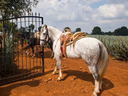 Paso Fino Horse Breed: History, Characteristics, And Care