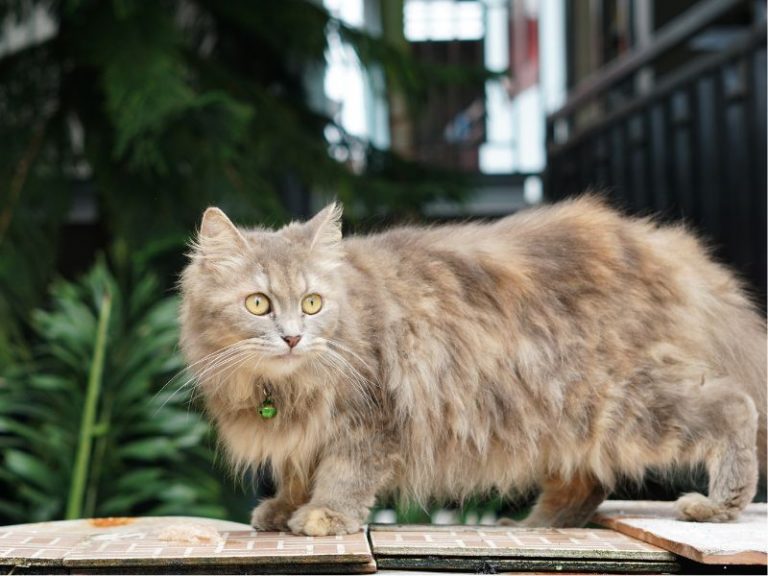 Unveiling The RagaMuffin Cat Breed: Unraveling Their Magic