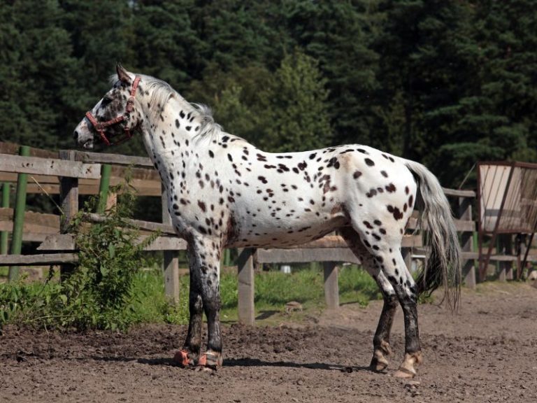 All About Appaloosa Horse: Unveiling The Enigmatic Beauty