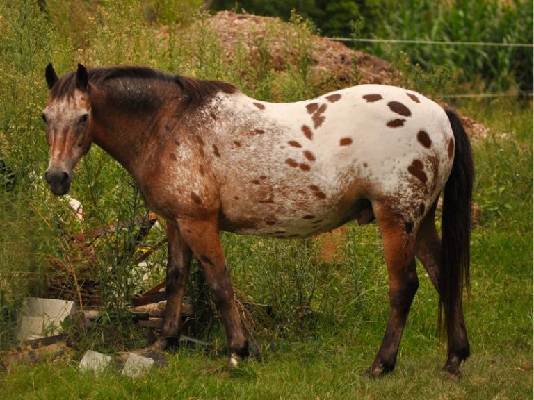 All About Appaloosa Horse: Unveiling The Enigmatic Beauty