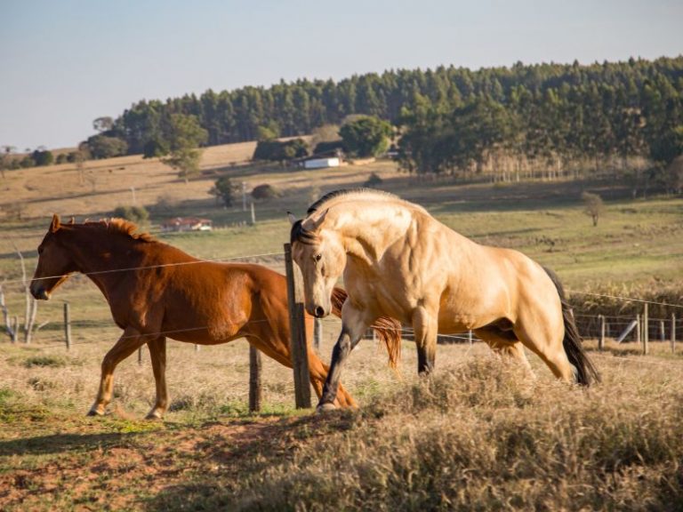 American Quarter Horse: A Versatile Breed For Riders