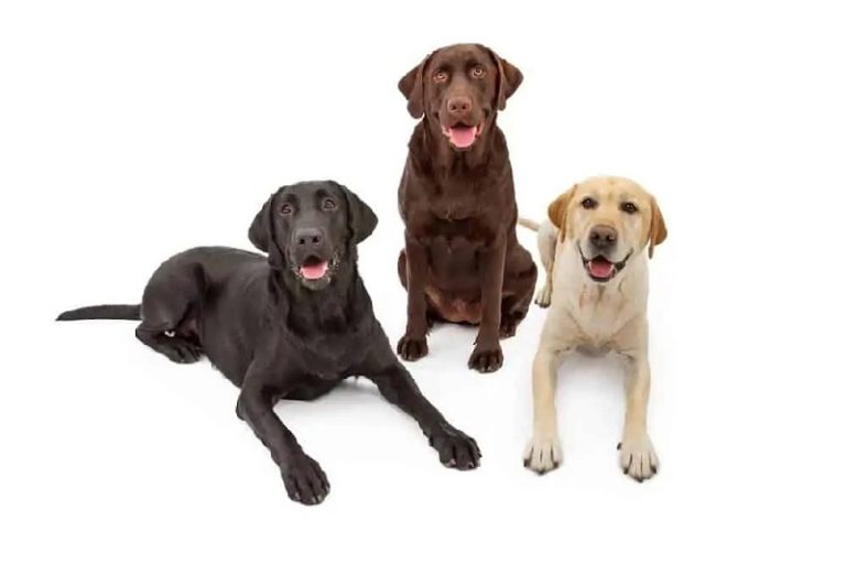 Labrador Retriever Dogs: Everything You Need To Know
