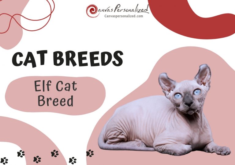 Elf Cat Breed: The Ultimate Guide To Owning This Rare Pet