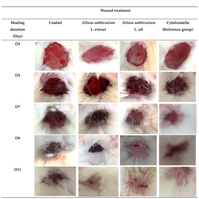 Effective Cat Wound Care: Healing Tips For A Speedy Recovery
