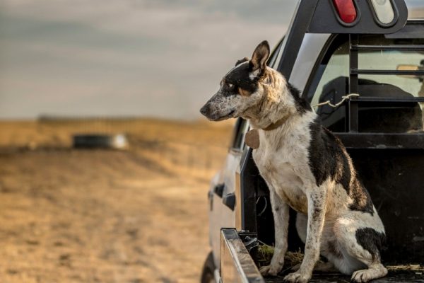 Best 380+ Country Dog Names For Your Furry Friend